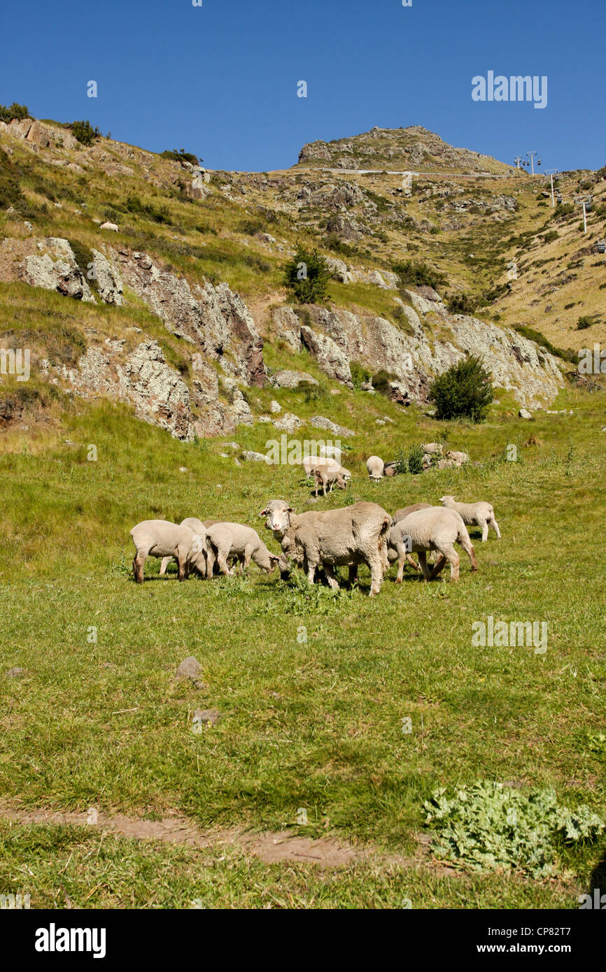 Lyttelton and sheep hi-res stock photography and images - Alamy