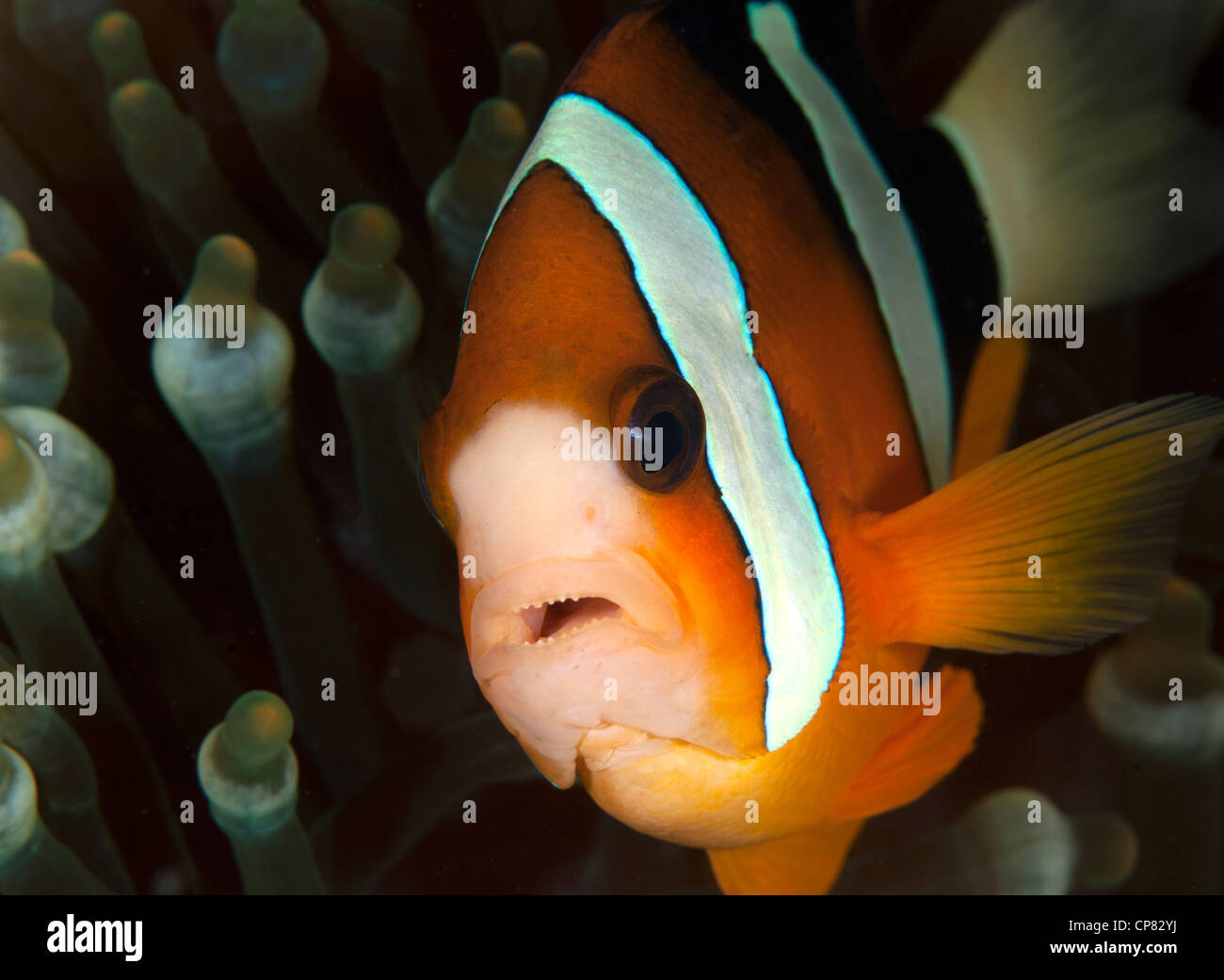 Threeband hi-res stock photography and images - Alamy