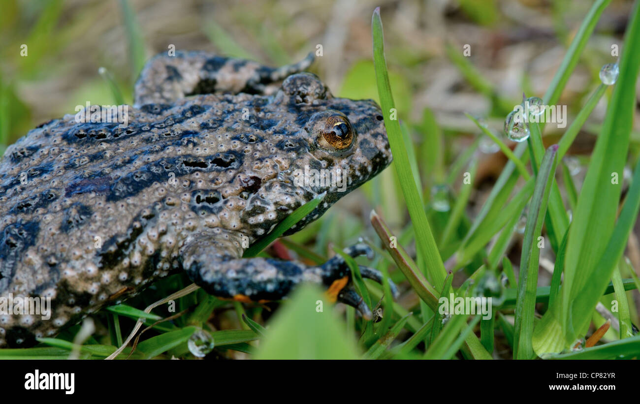 Bombina in meadow hi-res stock photography and images - Alamy