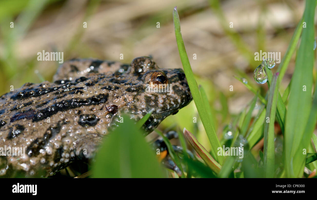 Bombina in meadow hi-res stock photography and images - Alamy