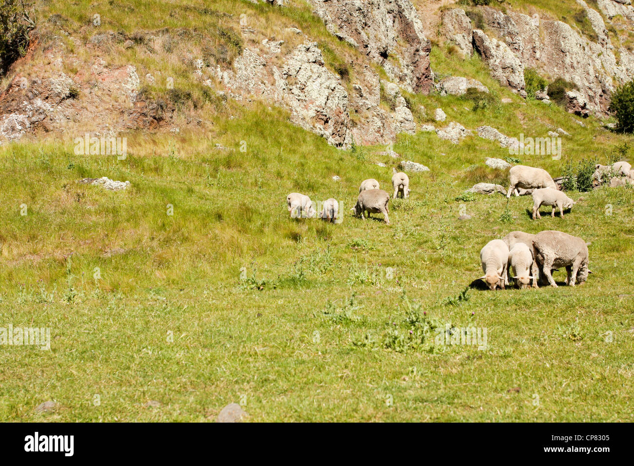 Lyttelton and sheep hi-res stock photography and images - Alamy