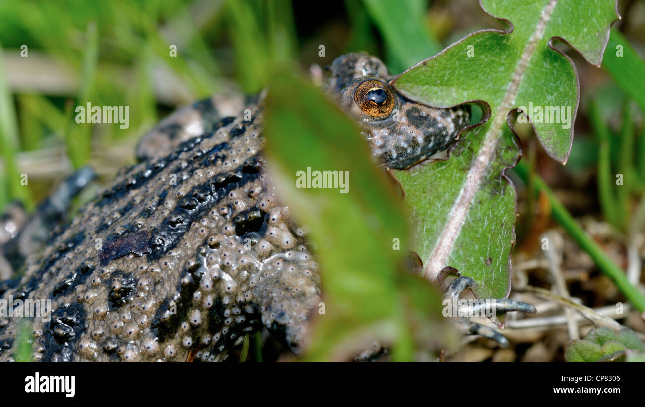 Fire Belly Toad Poop