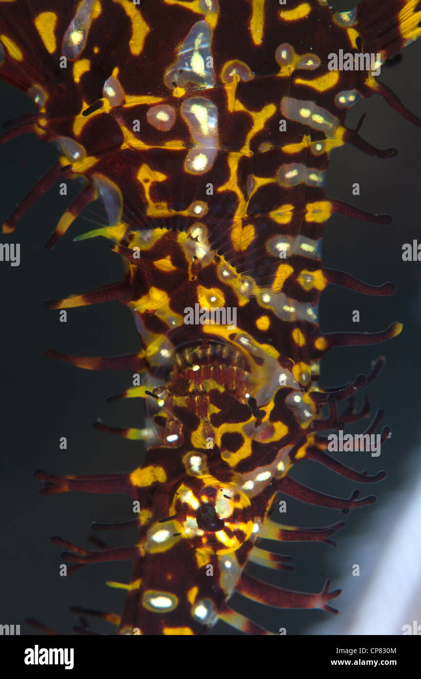 eye of an ornate ghost pipefish Stock Photo - Alamy