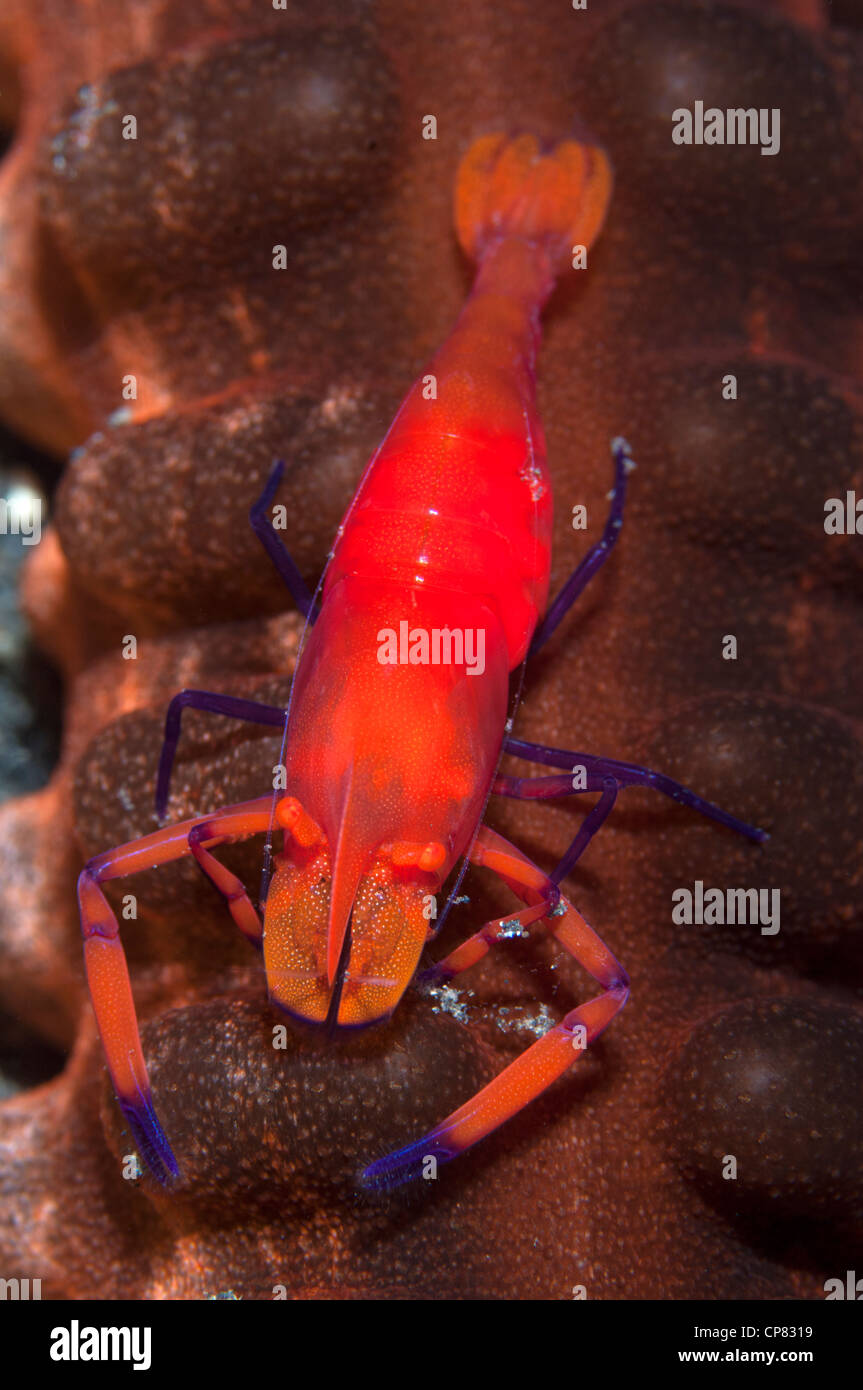 Imperial partner shrimp on a sea cucumber Stock Photo - Alamy