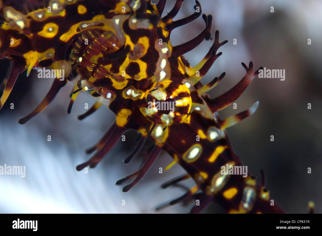 Eye of an ornate ghost pipefish Stock Photo - Alamy
