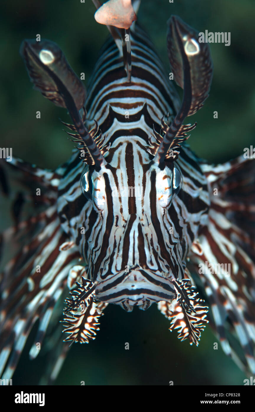 Common lionfish hi-res stock photography and images - Alamy