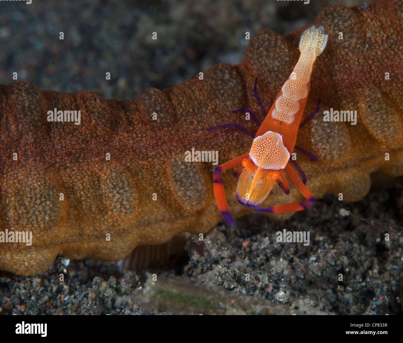Imperial sea hi-res stock photography and images - Alamy
