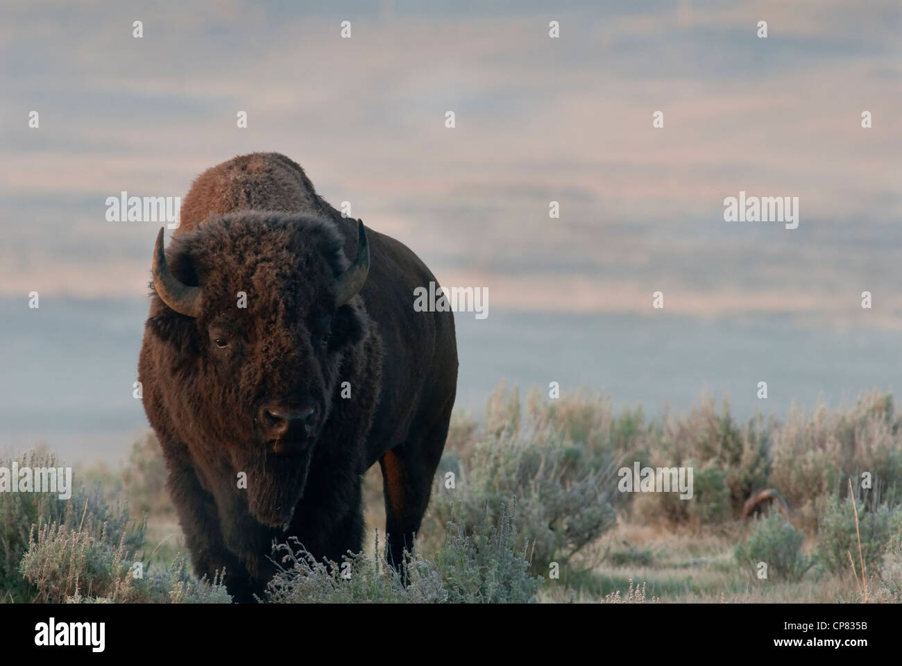 A bison bull (Bison bison) in the Hayden Valley, Yellowstone National ...