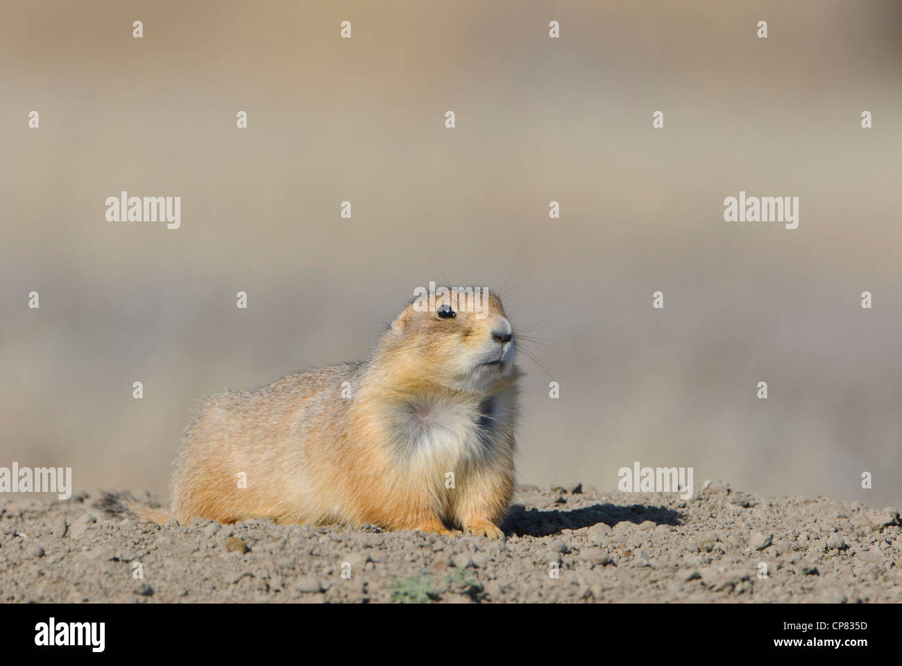 Black-tailed Prairie Dog on top of his burrow Stock Photo - Alamy