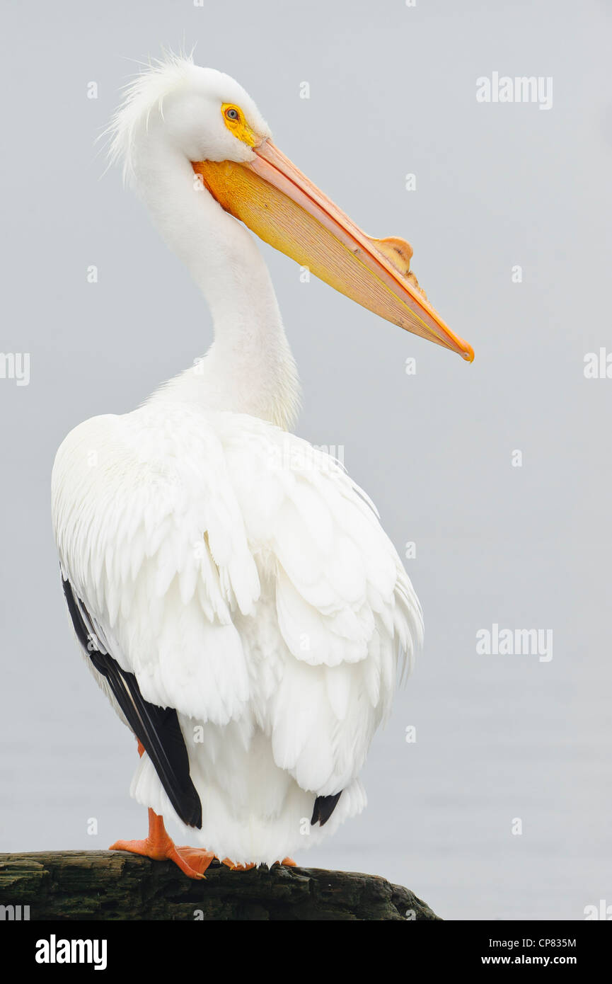 Portrait of an American White Pelican, White Rock Lake, Dallas, Texas ...