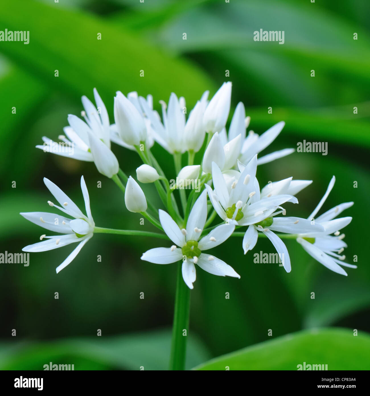 Wild Garlic flowering in spring Stock Photo - Alamy