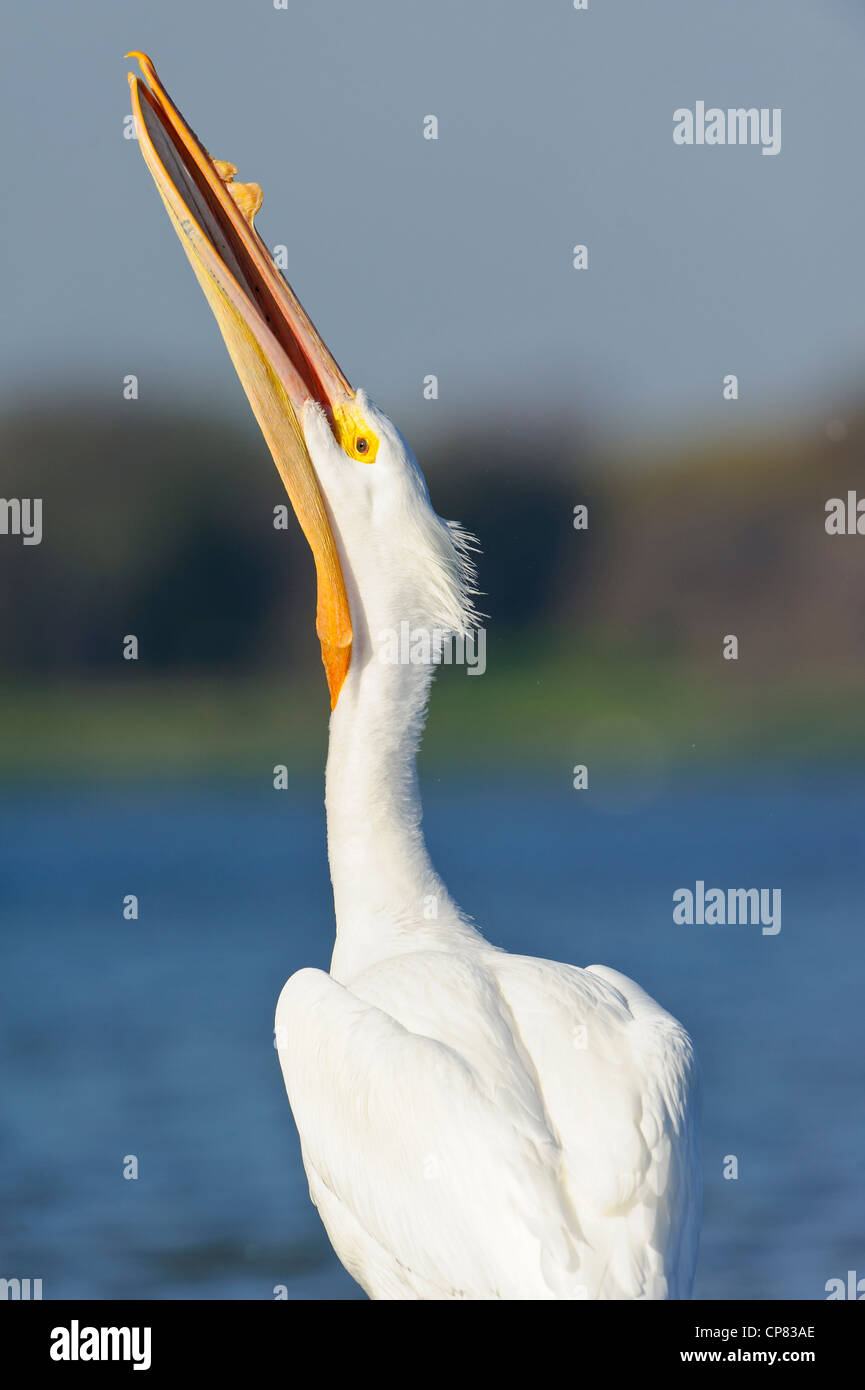 Pelican bill hi-res stock photography and images - Alamy