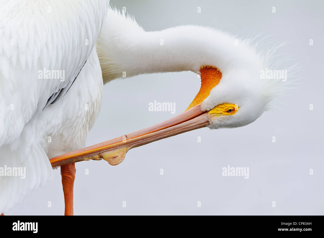 A pelican's long neck makes grooming the otherwise hard to reach spots ...