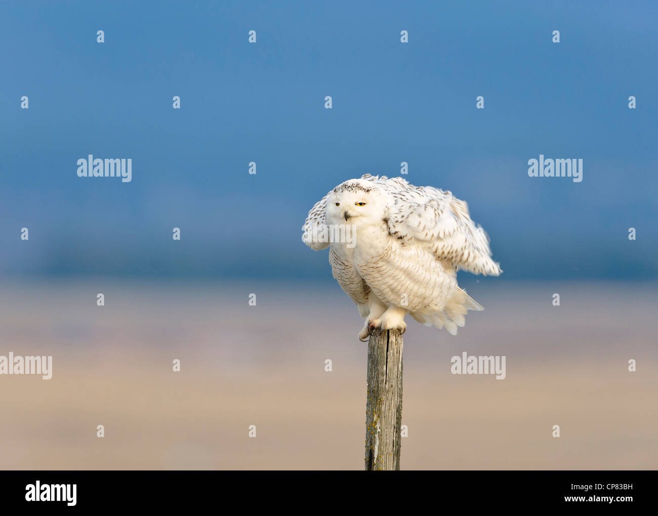 A snowy owl fluffs up his feathers while perched on a wooden fencepost ...