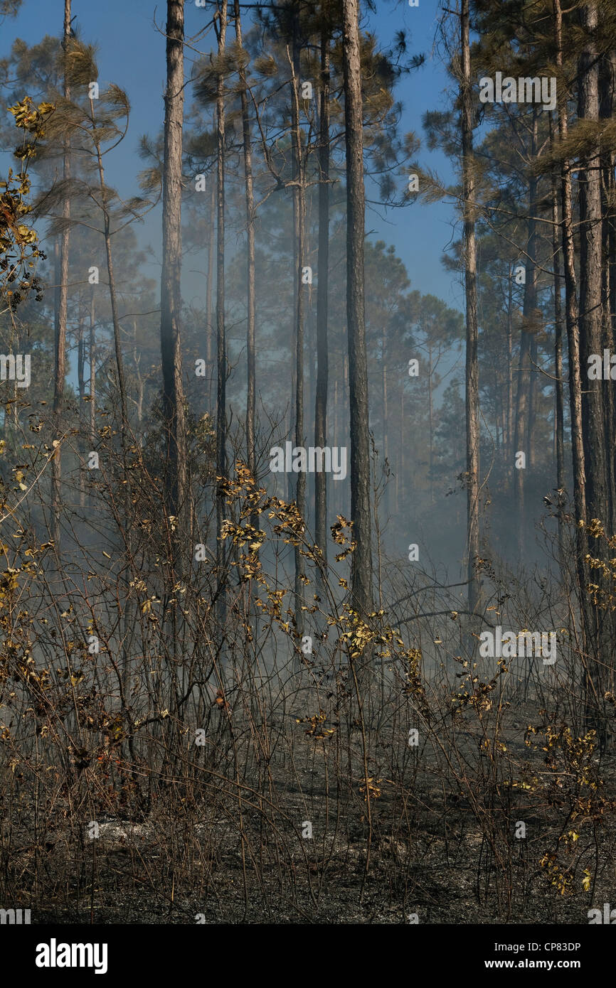 Aftermath of forest fire, Longleaf Pine Forest Pinus palustris Florida ...