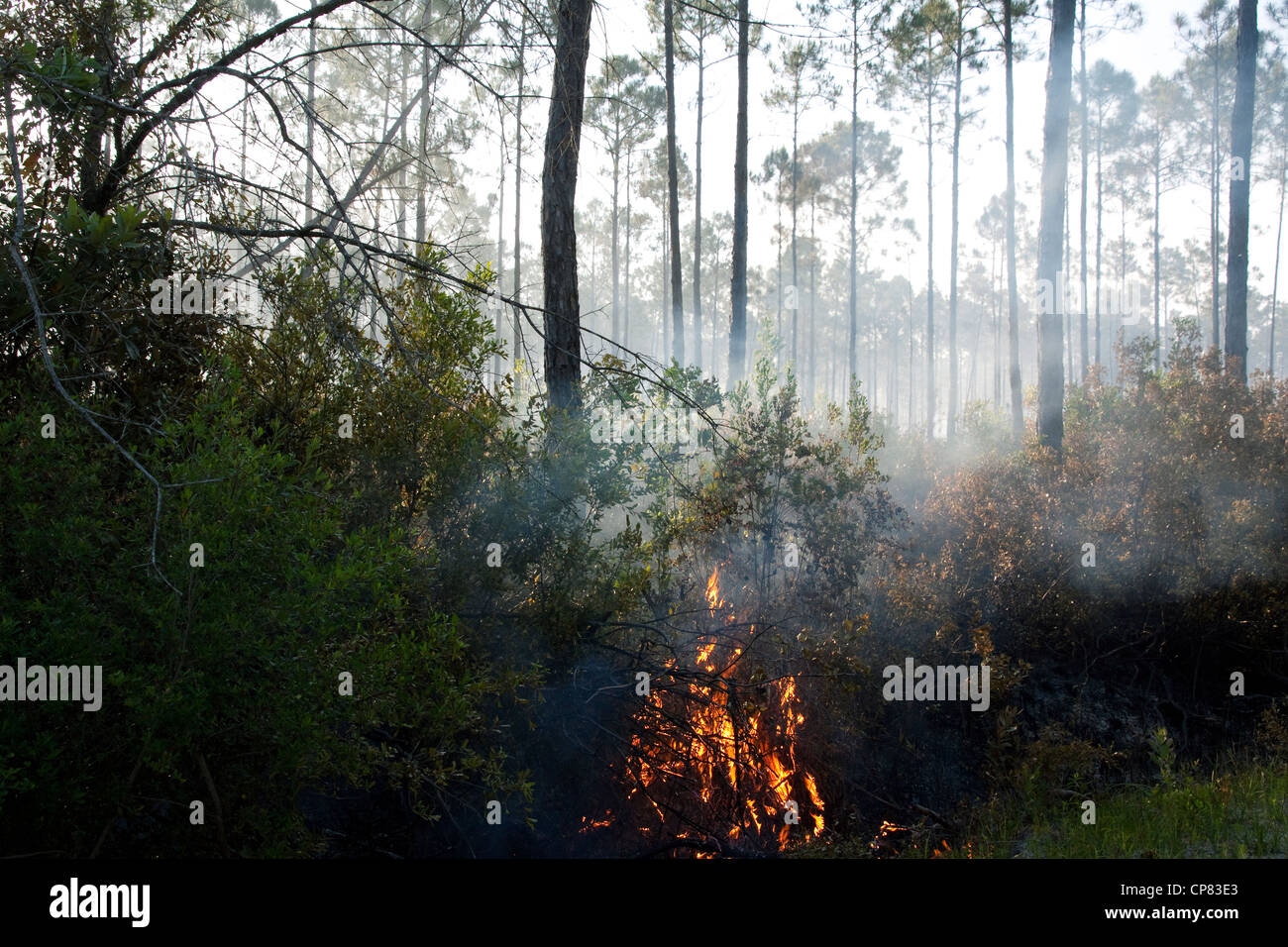 Forest fire, Longleaf Pine Forest Pinus palustris Florida USA Stock ...