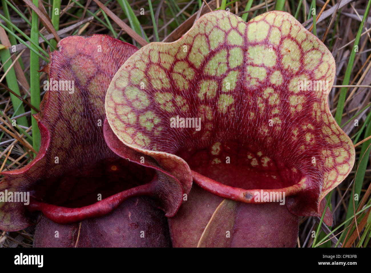 Nutrient fluids hi-res stock photography and images - Alamy