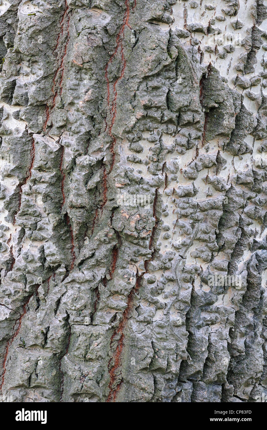 Very rough tree bark on a tree in the botanic gardens, Glasgow Stock ...