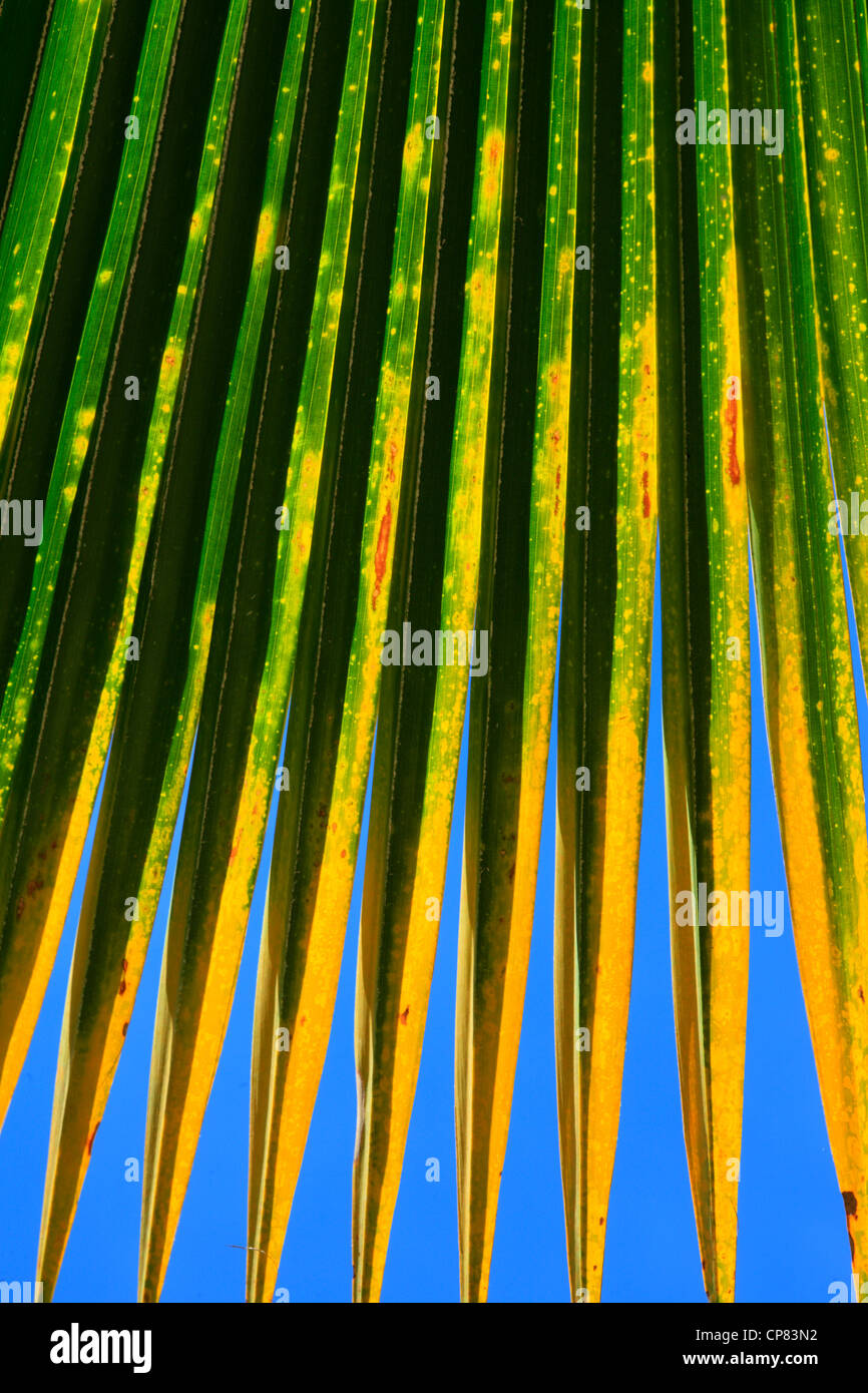 Colorful palm frond hi-res stock photography and images - Alamy