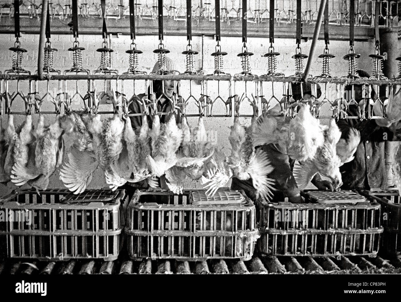 Slaughter house in Chicken factory with underage workers Britain 1970's ...