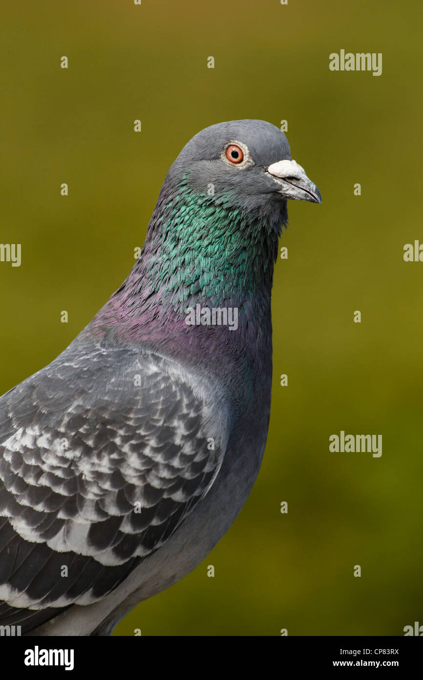 A pigeon showing off his colourful plumage. Taken at the WWT in Barnes ...