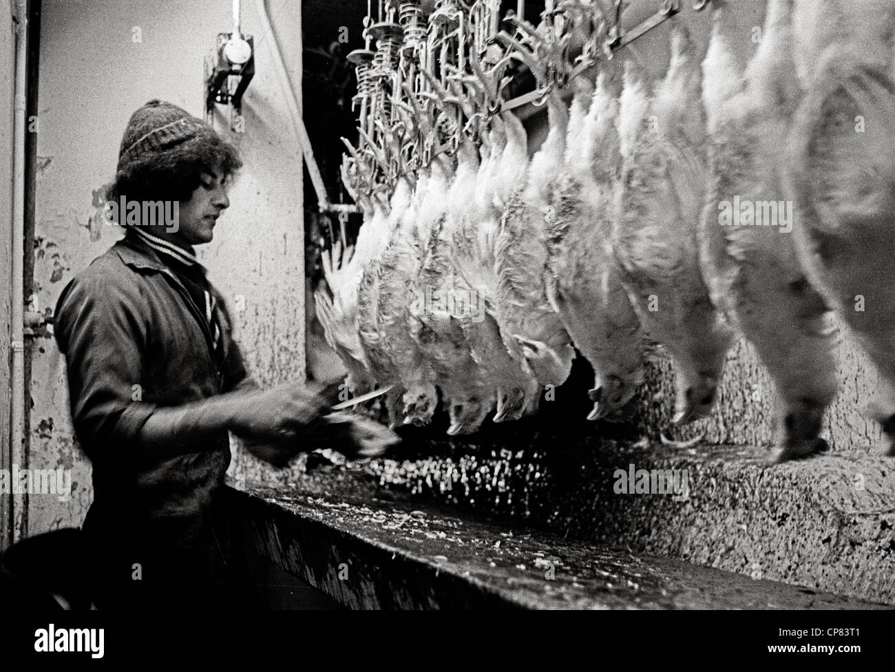 Slaughter house in Chicken factory with underage workers Britain 1970's ...