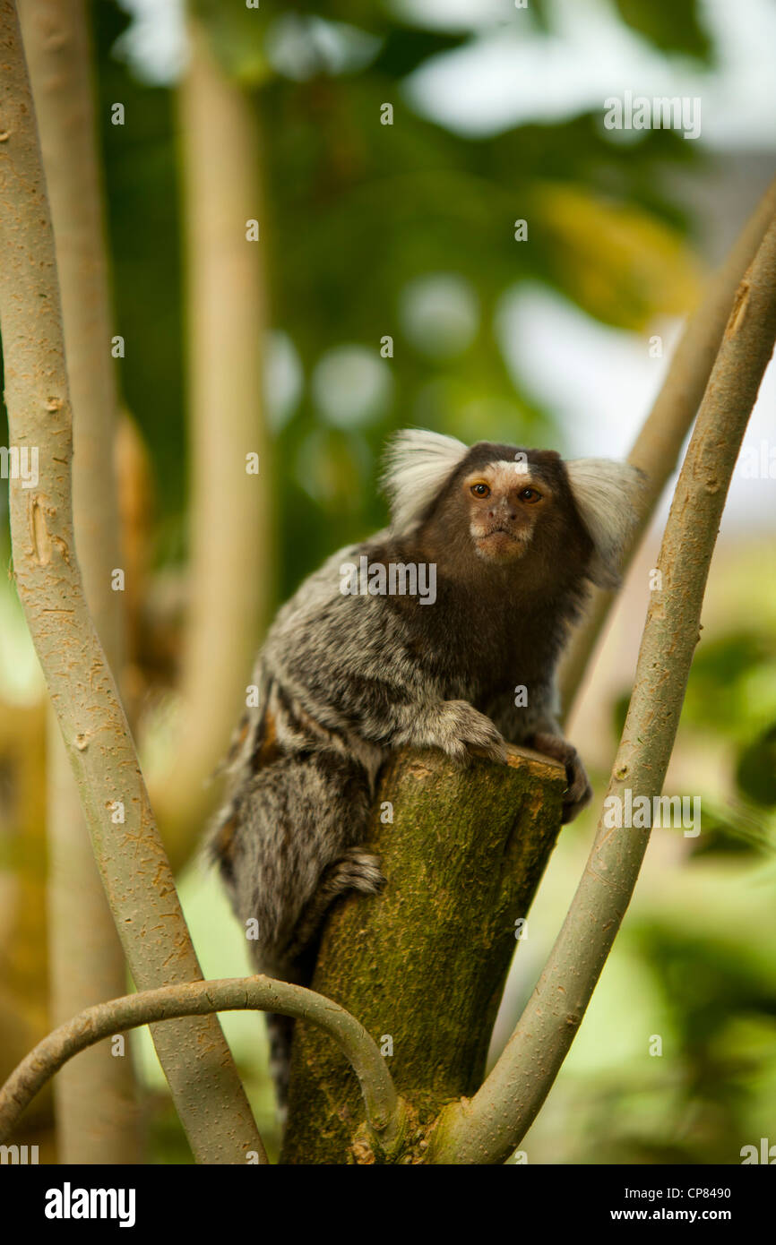 Smallest monkey world hi-res stock photography and images - Alamy