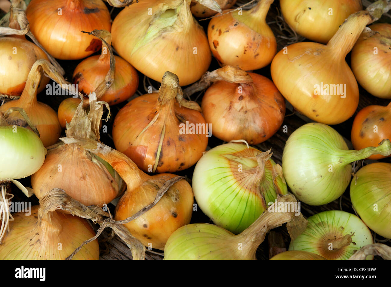 Fresh organic onions harvested from an allotment garden Stock Photo - Alamy