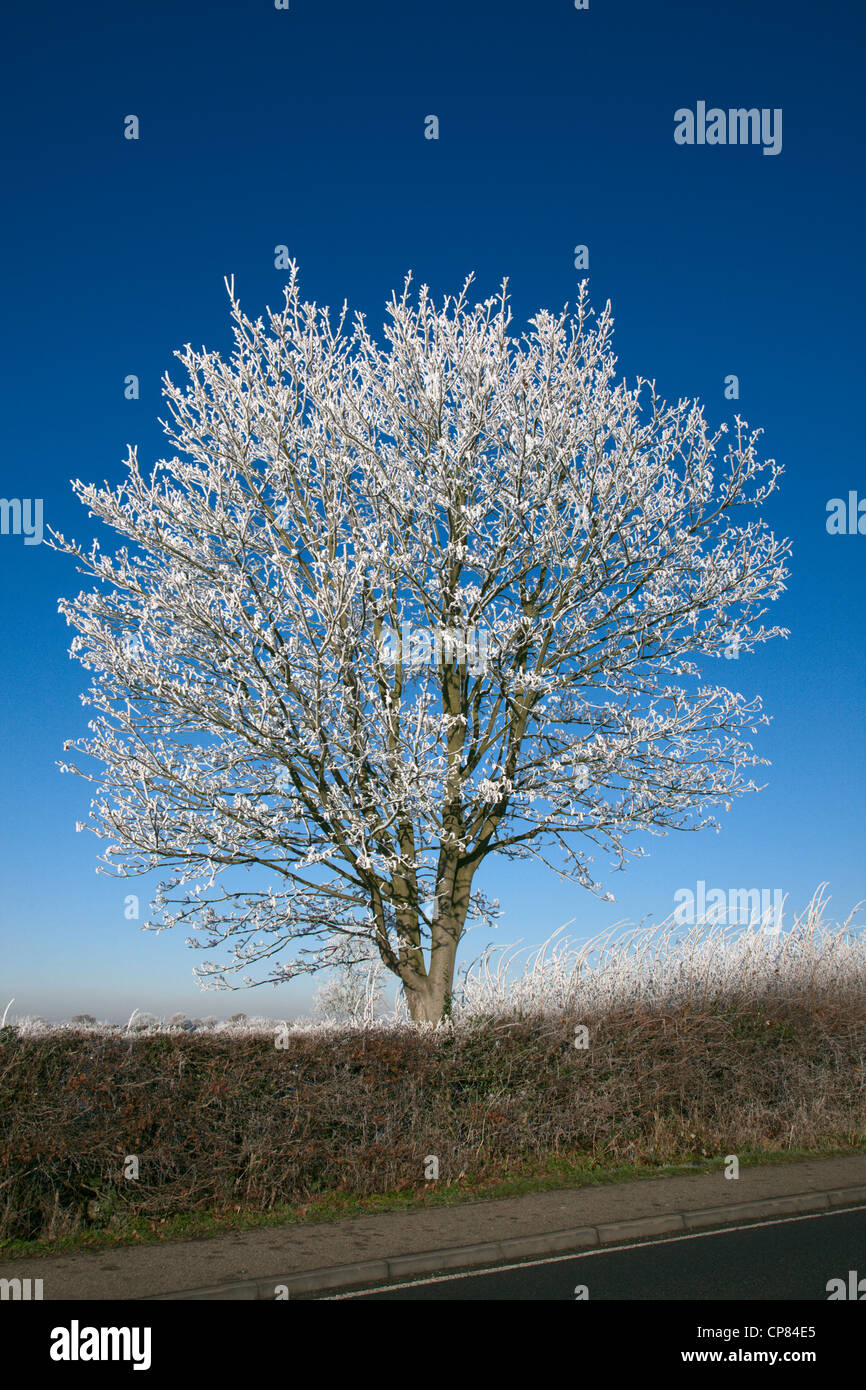 Single tree with hoar frost hi-res stock photography and images - Alamy