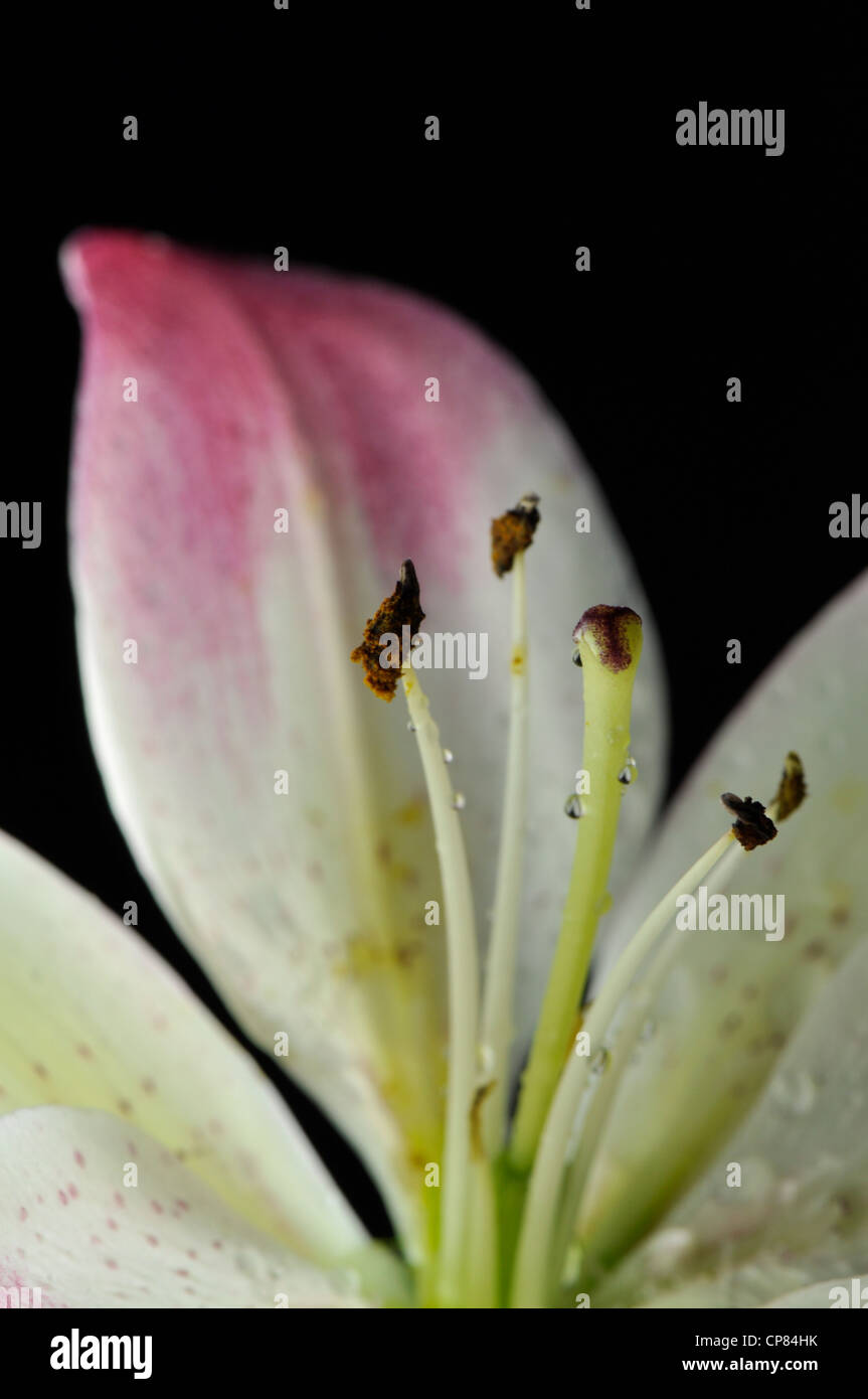 Shot by macro lens, pink and white lily shows very detail parts Stock ...