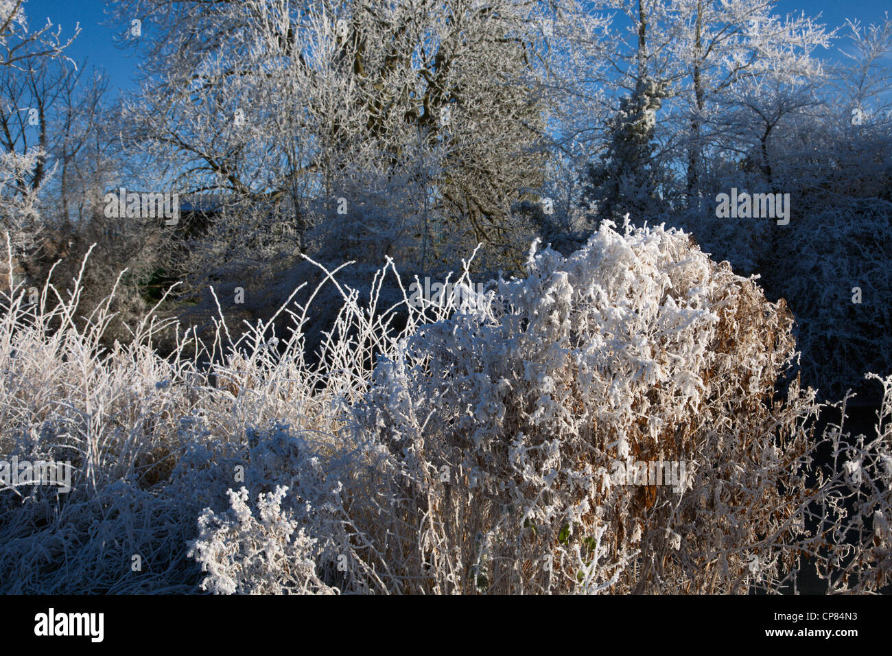 Frost hoar hi-res stock photography and images - Alamy