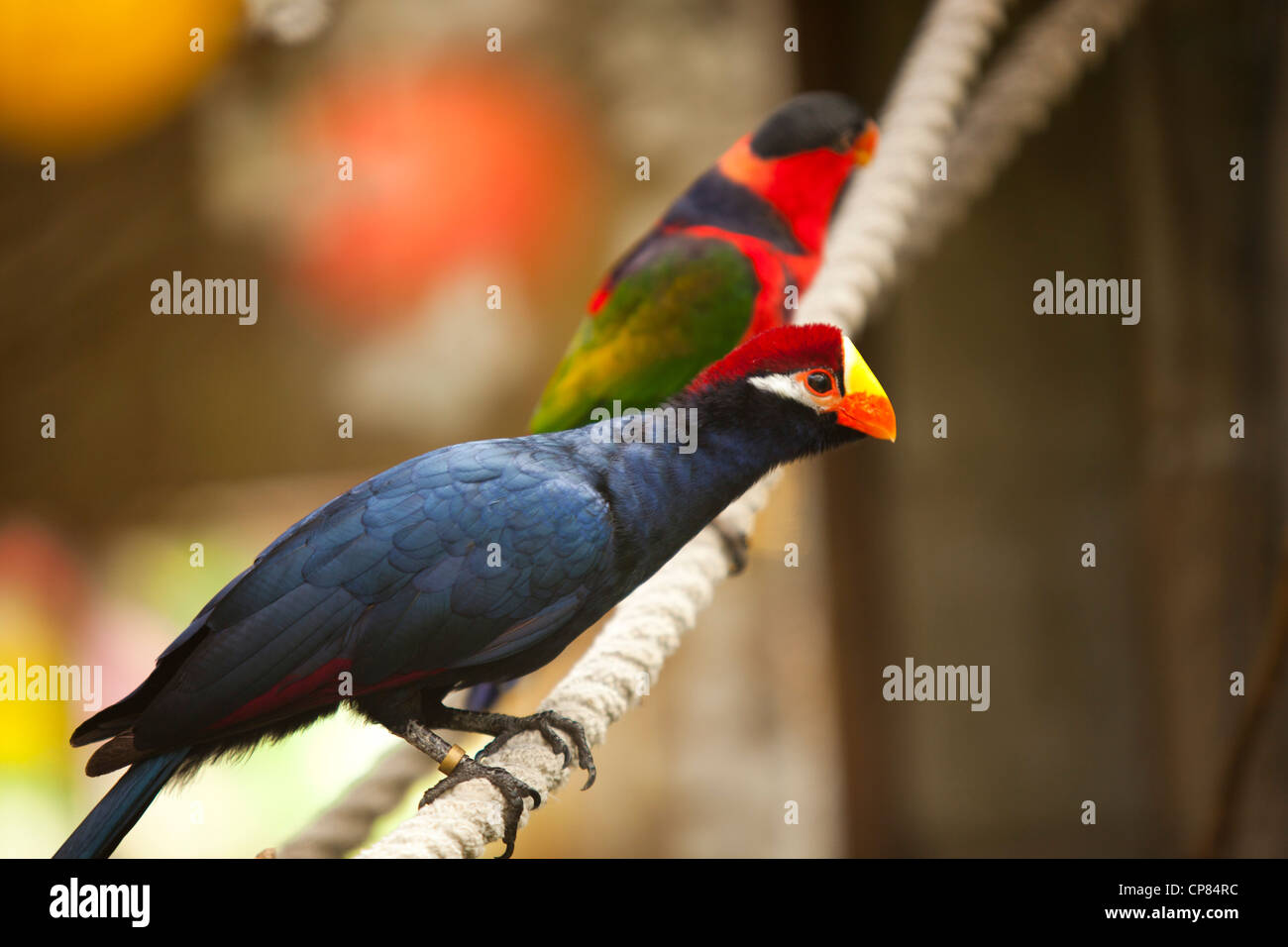 Animal rescue home africa hi-res stock photography and images - Alamy