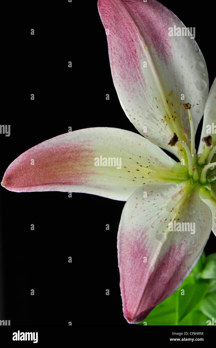 Shot by macro lens, pink and white lily shows very detail parts Stock ...