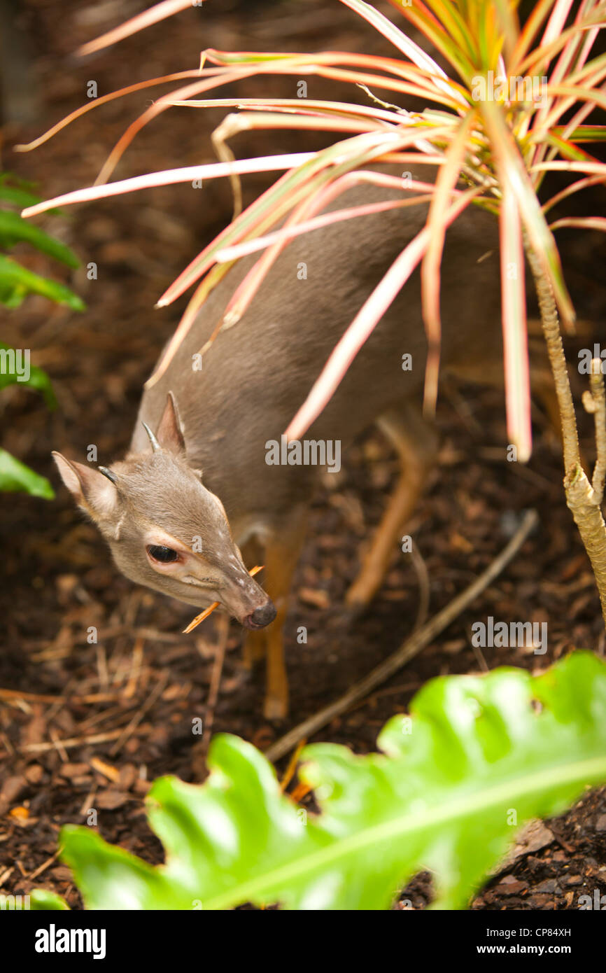 A Blue Duiker through the tree branches at Butterfly world, Klapmuts ...