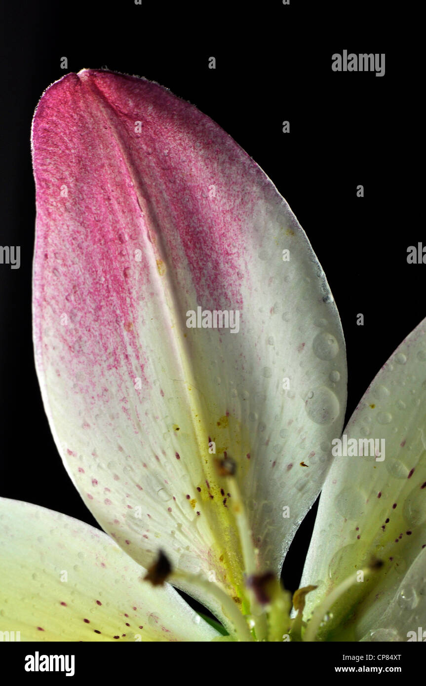 Shot by macro lens, pink and white lily shows very detail parts Stock ...