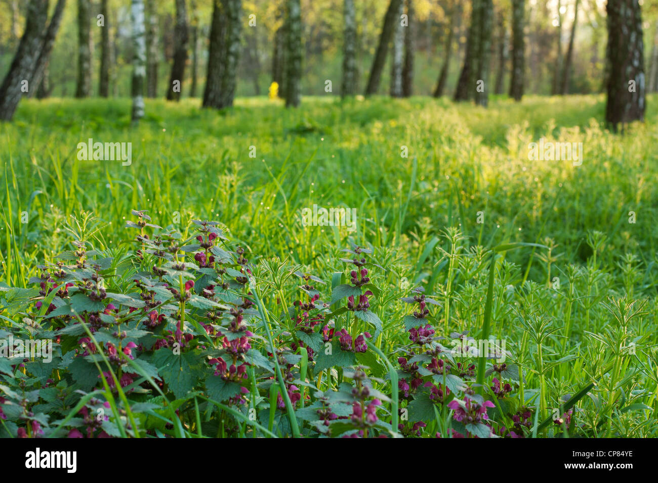 Spring landscape. Morning in the forest Stock Photo - Alamy