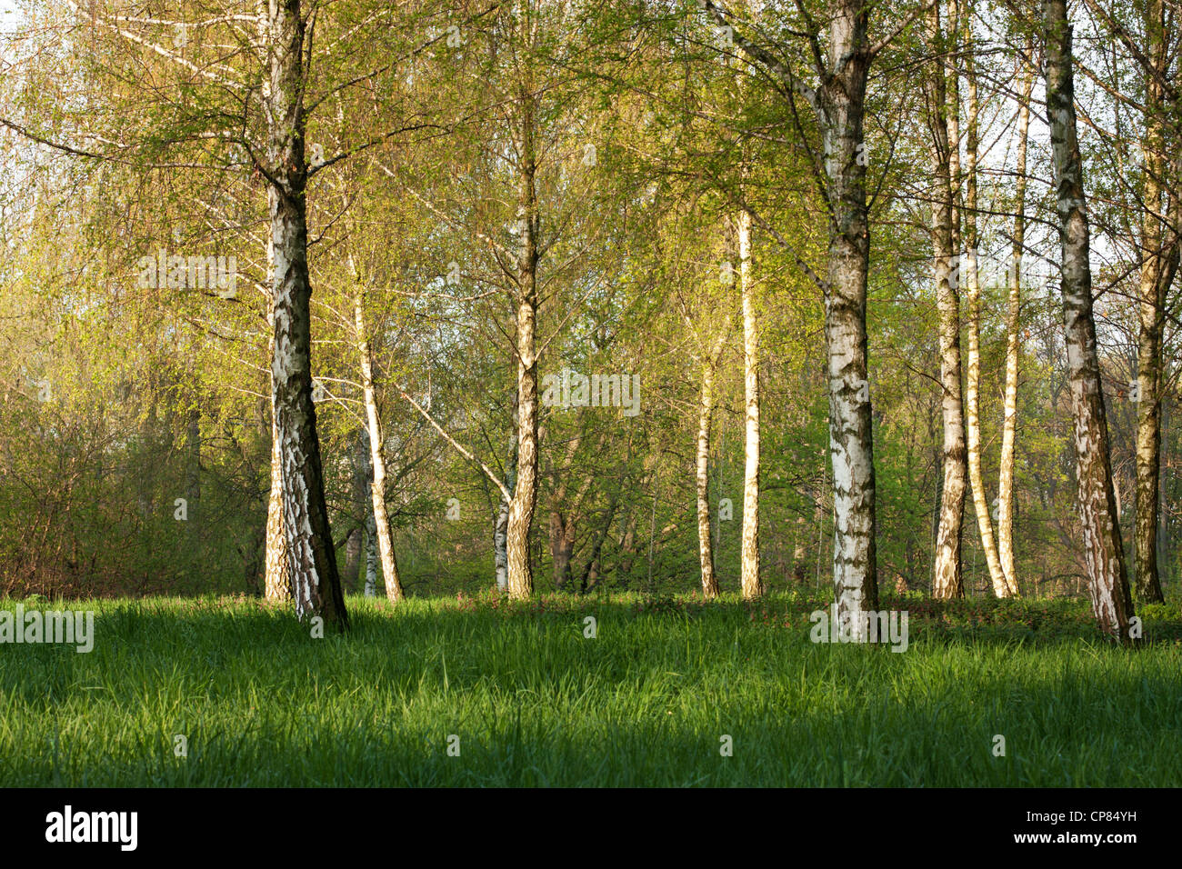 A bright spring morning in a birch grove. Landscape Stock Photo - Alamy