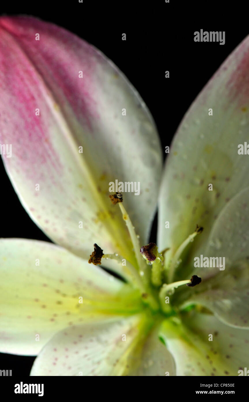 Shot by macro lens, pink and white lily shows very detail parts Stock ...