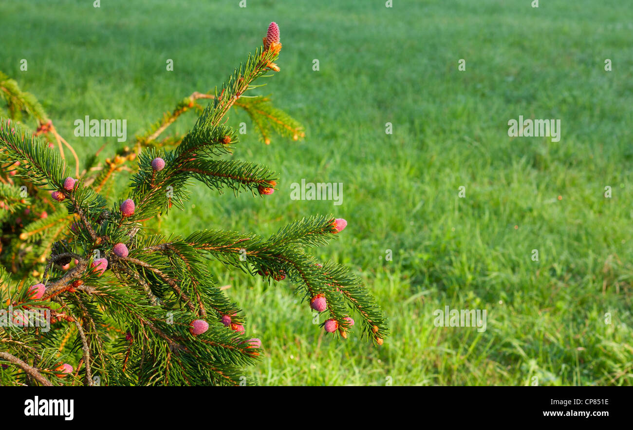 Spring spruce branches on the background of green grass Stock Photo - Alamy