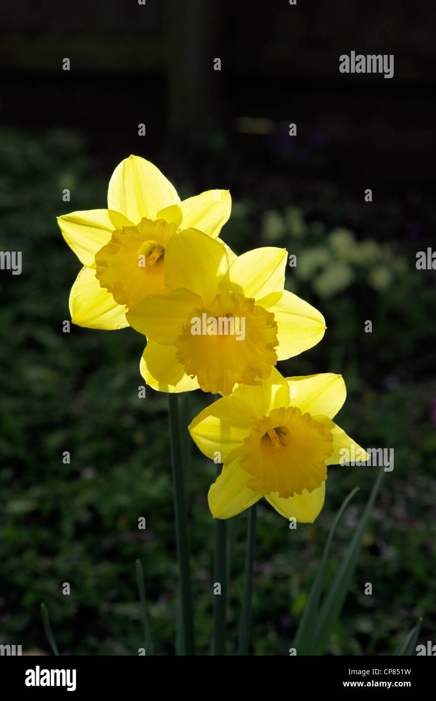 3 Daffodils High Resolution Stock Photography and Images - Alamy