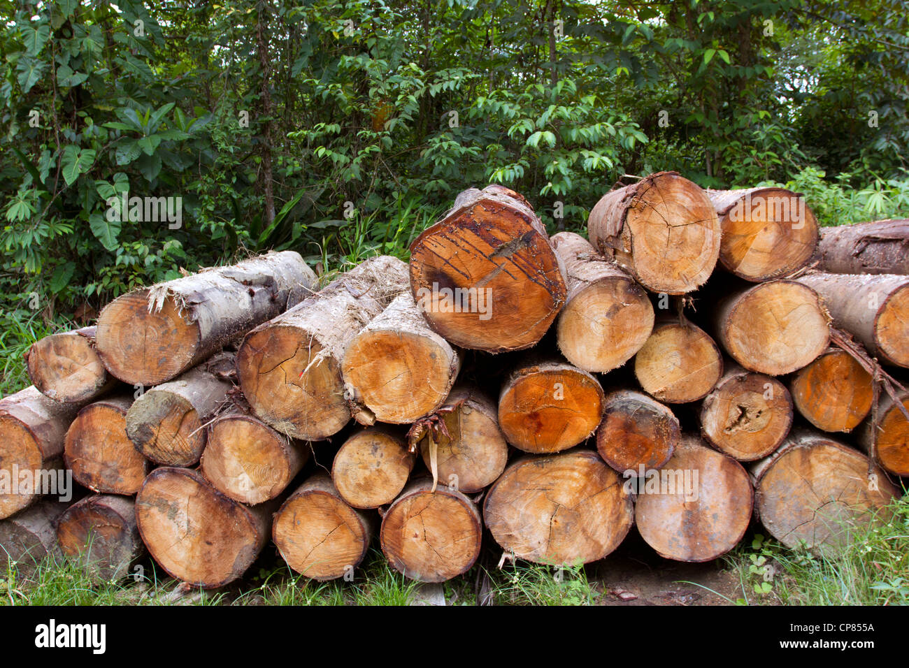 Amazon rainforest deforestation logs hi-res stock photography and ...