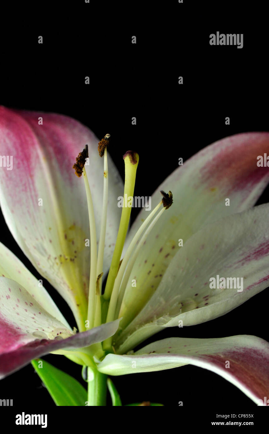 Shot by macro lens, pink and white lily shows very detail parts Stock ...
