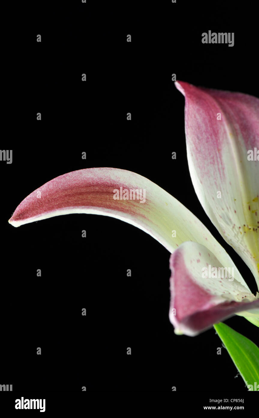 Shot by macro lens, pink and white lily shows very detail parts Stock ...