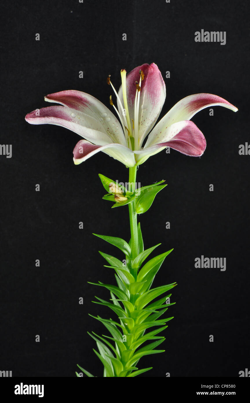 Shot by macro lens, pink and white lily shows very detail parts Stock ...