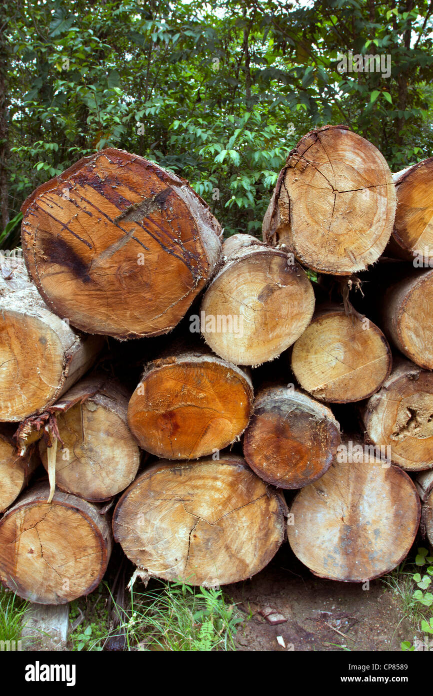 Amazon rainforest deforestation logs hi-res stock photography and ...