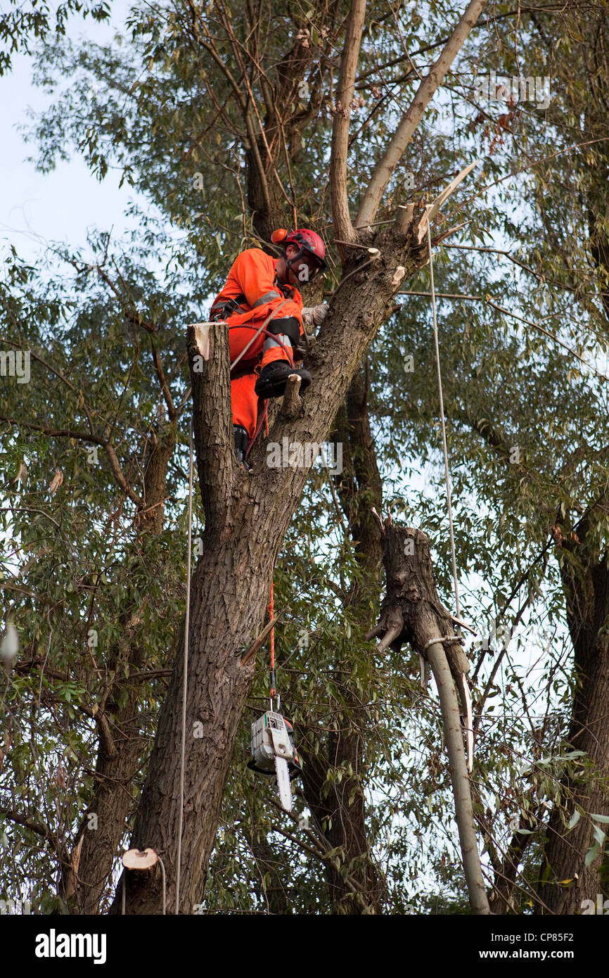 Tree surgeon working in a tree with a chainsaw Stock Photo - Alamy