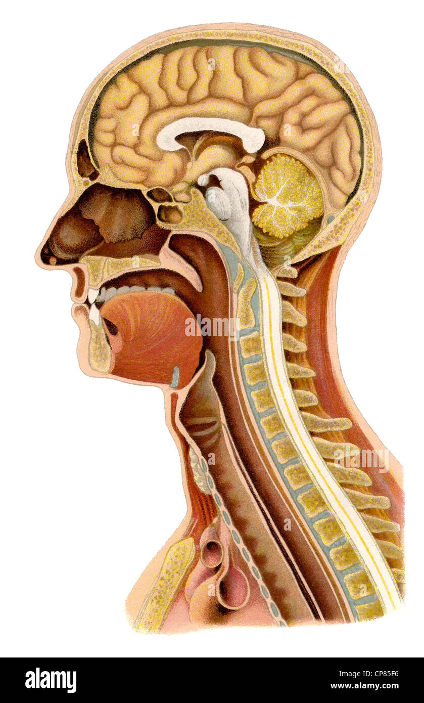 Atemwege anatomie hi-res stock photography and images - Alamy