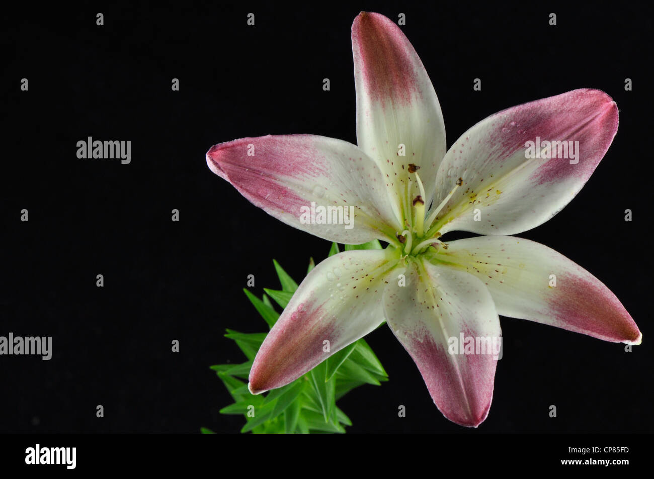 Shot by macro lens, pink and white lily shows very detail parts Stock ...