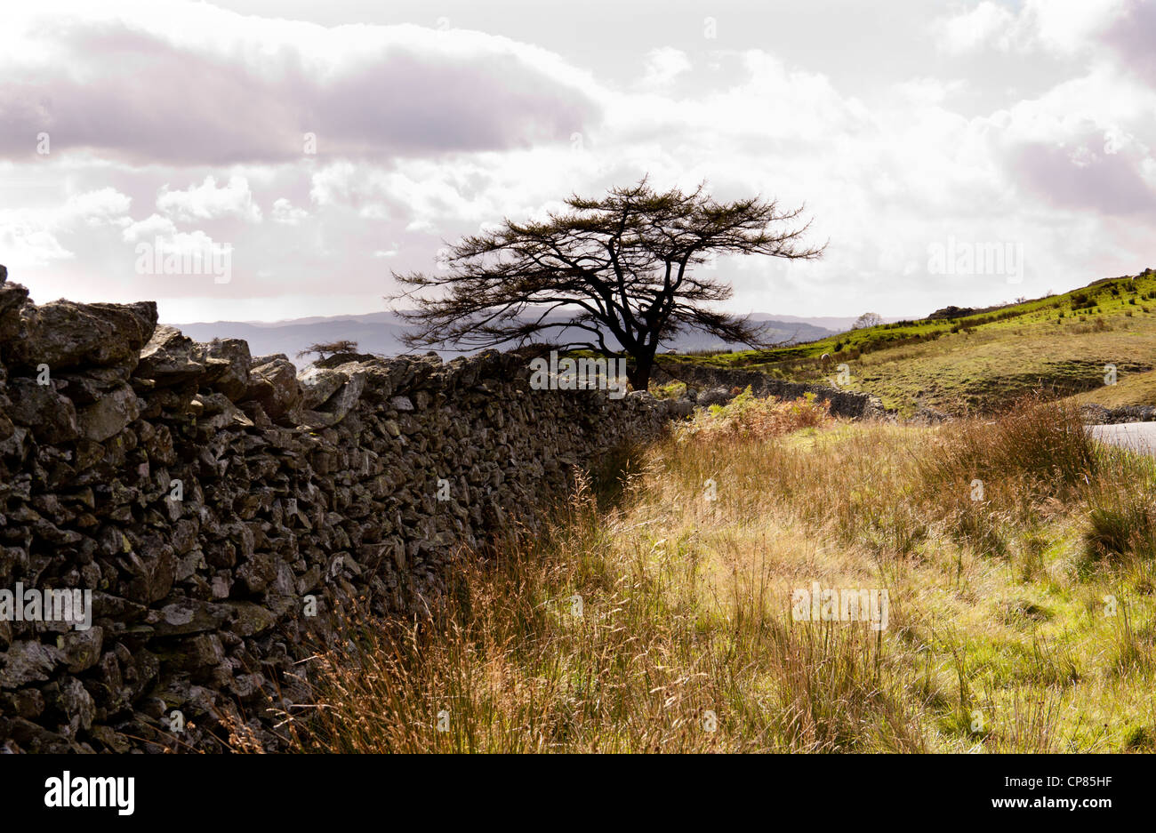 Long stone wall stretching out toward a tree Stock Photo - Alamy