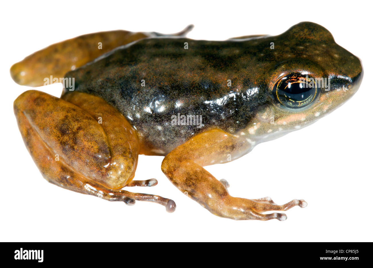 Hyloxalus awa hi-res stock photography and images - Alamy
